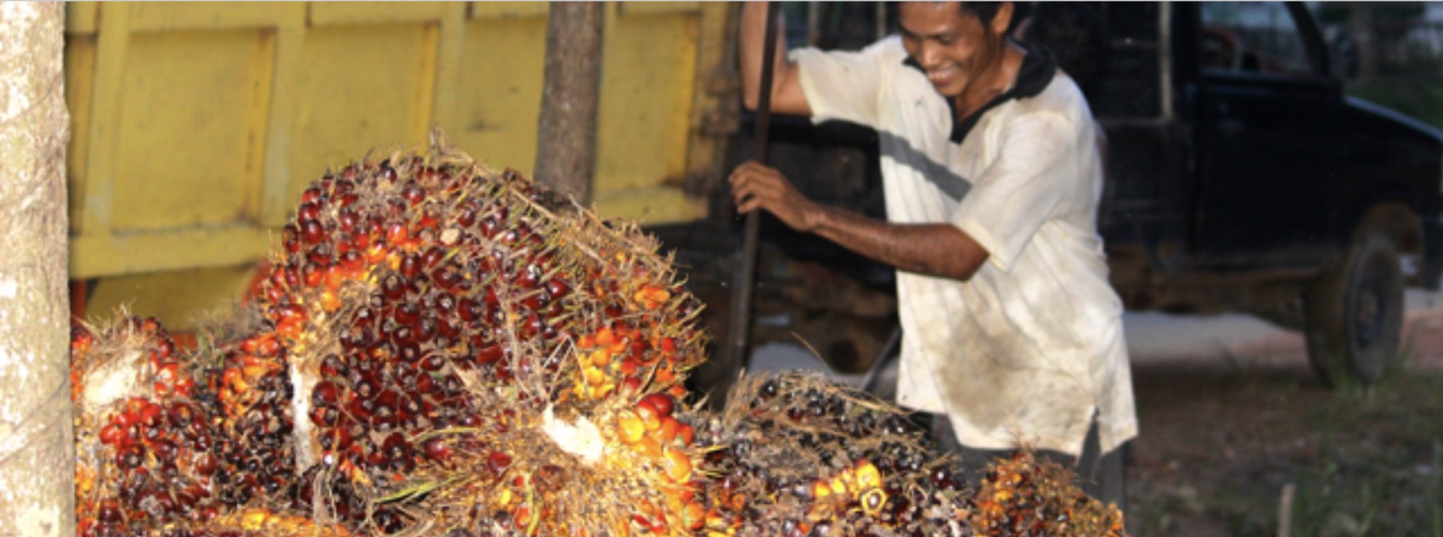 Program Biodiesel Ancam Alih Fungsi Lahan? Libatkan Petani Sawit dalam ...