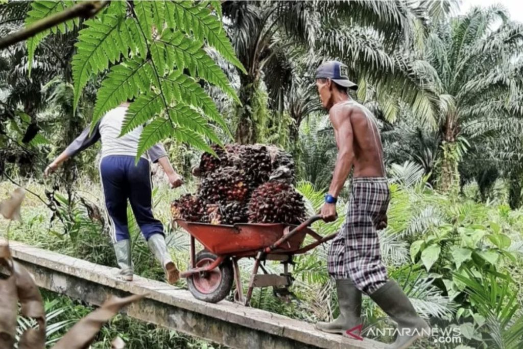 BPDPKS siap libatkan petani dalam rantai pasok biodisel — TRACTION ENERGY ASIA